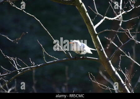 Berlin: Rare white blackbird sighted in a garden in Berlin-Steglitz. It ...