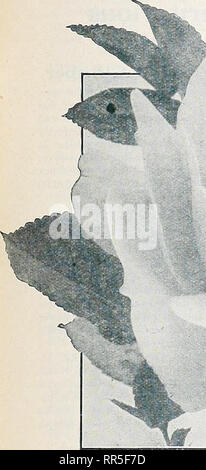 Rose tinted flowers of the hardy hybrid foxglove, Digitalis 'Goldcrest ...