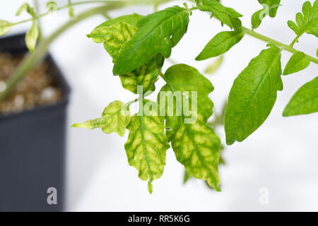 Tomato mosaic virus Stock Photo - Alamy