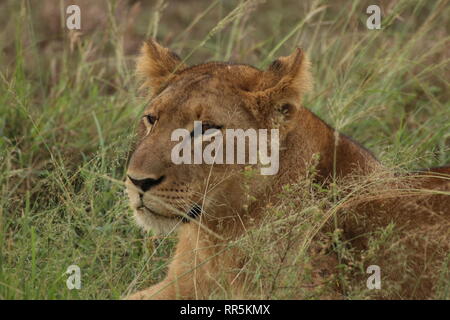 Löwen im Queen Elizabeth Nationalpark Uganda Afika beim Spielen und ...