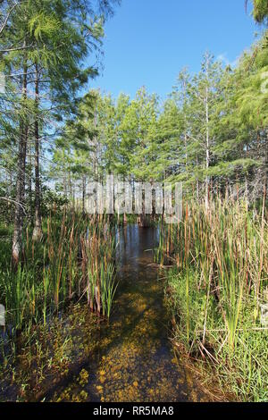 Cattails in the national park ecosystem play a crucial role in wetland ...