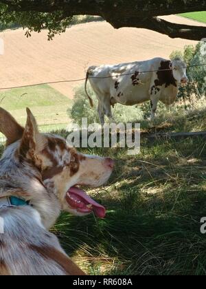 Cow and dog Stock Photo - Alamy