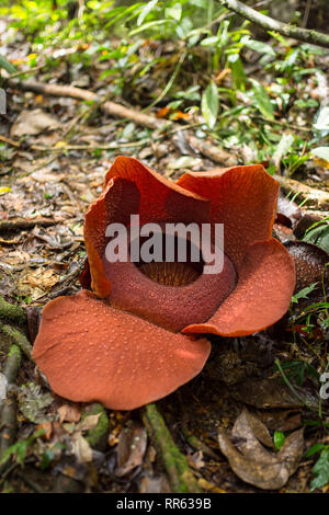 Rafflesia Arnoldii, the worlds largest flower Stock Photo - Alamy