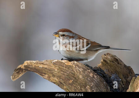 American Tree Sparrow in winter Stock Photo - Alamy