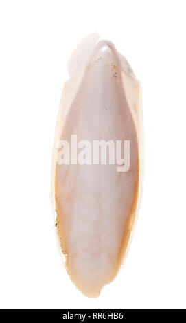Found, natural Cuttlefish bone aka cuttlebone, the internal shell of ...
