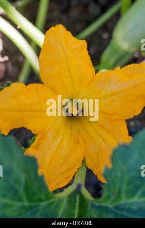 Yellow ripe courgette with flowers in the garden. Organic food Stock ...