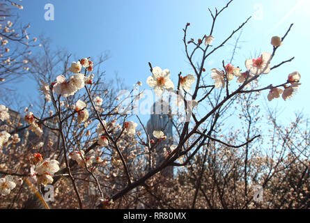 Early spring when plum blooms, Busan, South Korea, Asia Stock Photo - Alamy