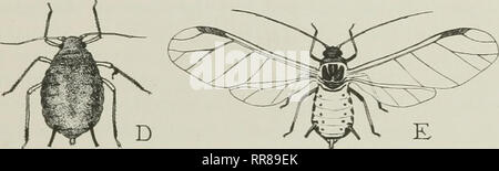 Winged and wingless form of Myzus persicae, known as the green peach ...