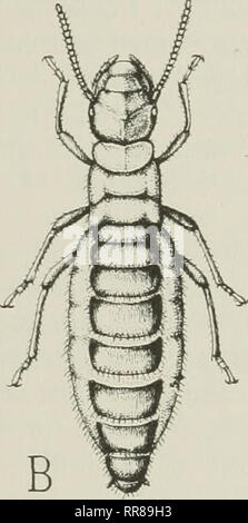 Winged reproductive termite Stock Photo - Alamy