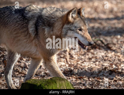 Moritzburg, Germany. 25th Feb, 2019. A wolf runs through the wolf ...