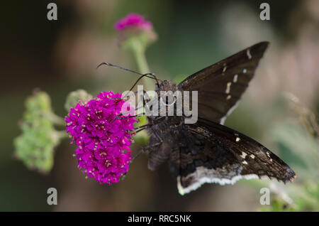 Desert Cloudywing, Cecropterus casica, nectaring on Scarlet Spiderling ...