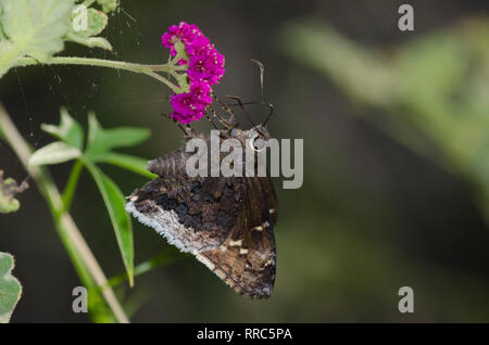 Desert Cloudywing, Cecropterus casica, nectaring on Scarlet Spiderling ...