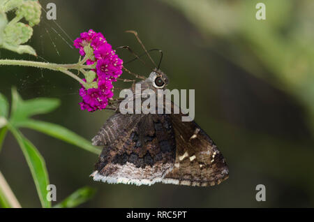 Desert Cloudywing, Cecropterus casica, nectaring on Scarlet Spiderling ...