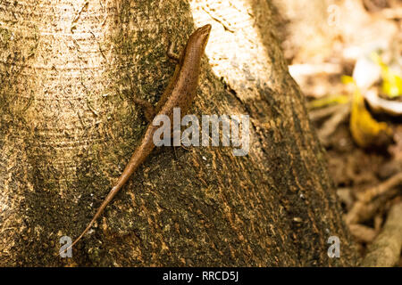 The Seychelles skink (Trachylepis seychellensis) is a species of skink ...