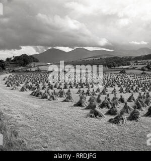 This is a field in Ireland with traditional haystacks Stock Photo - Alamy