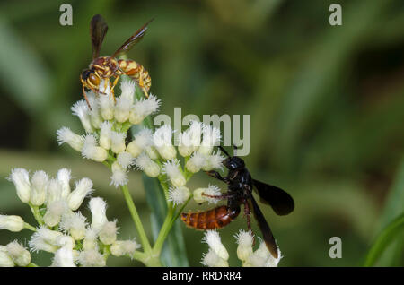 Weevil Wasp, Cerceris intricata, and Scoliid Wasp, Scolia dubia ...