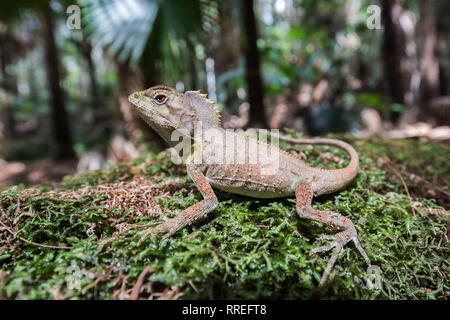 Southern Angle-headed Dragon Stock Photo - Alamy