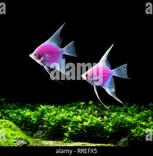 Freshwater Angelfish (Pterophyllum scalare) in an aquarium Stock Photo ...