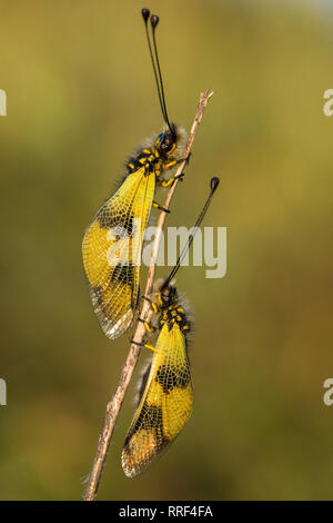 Wildlife macro photo of owlfly Libelloides macaronius Stock Photo - Alamy