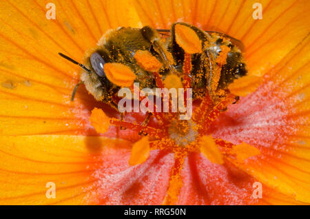 Arizona poppy (Kallstroemia grandiflora Stock Photo - Alamy