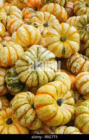 multi-coloured autumnal vegetables orange, yellow and green squashes ...
