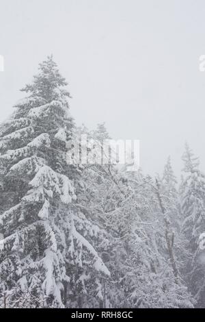 Snow covered trees in Eugene, Oregon, USA Stock Photo - Alamy