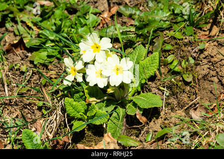 Common Primrose Primula Vulgaris Primulaceae British Wild Flower Stock ...