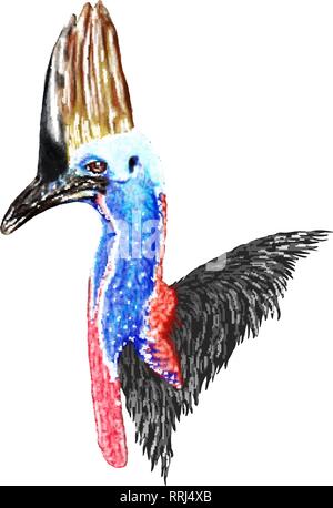Cassowary vector drawing isolated against white background Stock Vector ...