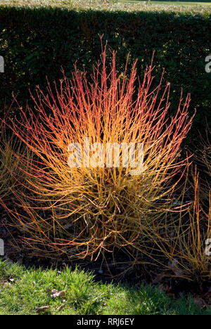 Cornus 'Midwinter Fire' Stock Photo - Alamy