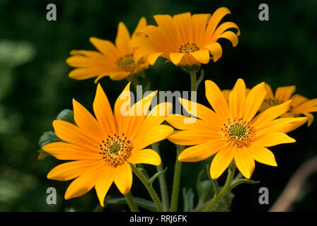 Namaqua parachute daisy Ursinia calenduliflora Spring flowers on ...