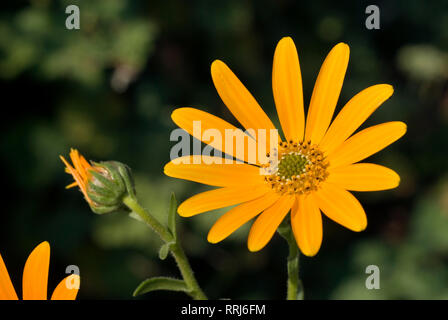 Namaqua parachute daisy (Ursinia calenduliflora ), flower, flowering ...
