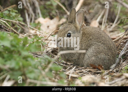 A cute baby Wild Rabbit (Orytolagus cuniculus) feeding in the grass on ...