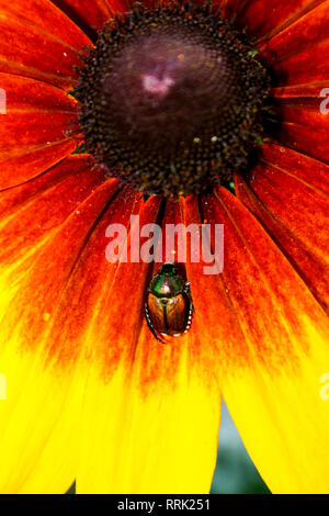 sunflower, beetle, sunflowers, beetles Stock Photo - Alamy