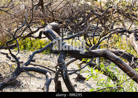 Dry lifeless trees after a fire. The dead forest. Black trunks and ...