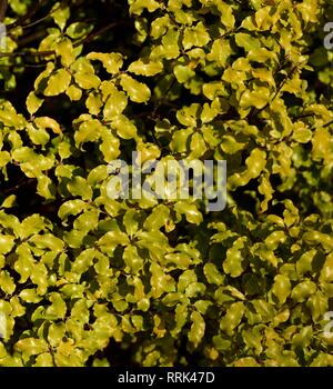 Pittosporum tenuifolium 'Warnham Gold' Stock Photo - Alamy