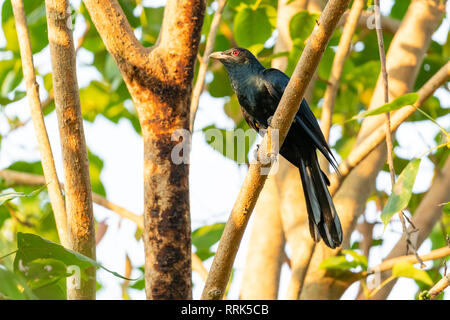 Male Asian Koel perching on Bo tree Stock Photo - Alamy