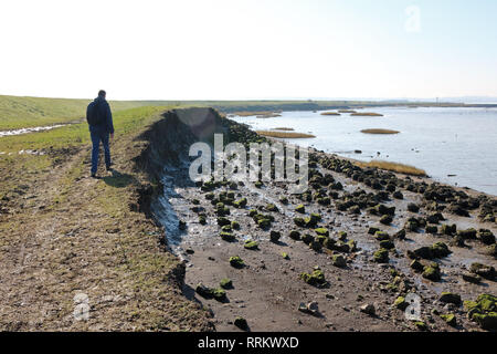 Man walking along the Saxon Shore Way, Harty Ferry, Kent, England, UK ...