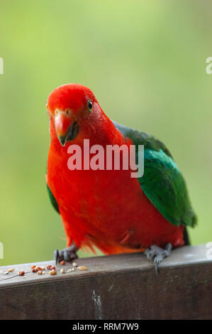 Stunning red and green male king parrot, Alisterus scapularis, eating ...