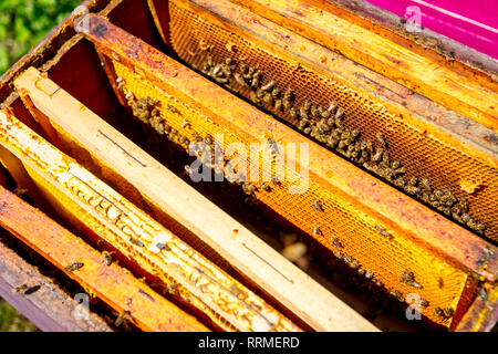Above view on opened beehive, bees are crawl along the hive on ...