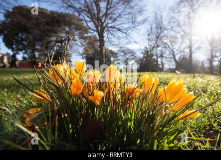 Crocuses growing at Woodthorpe Park in Nottingham, Nottinghamshire ...