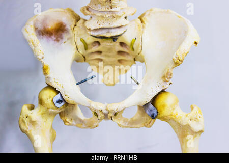 Hip / Sacrum / Pubis / Ischium / Ilium - Anatomy Bones Stock Photo ...