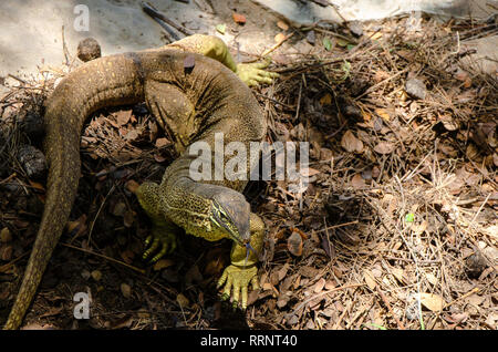 A close up of a Bungarra lizard in western Australia Stock Photo - Alamy