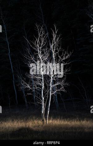 Images from Locust Point in the Grand Canyon National Park Stock Photo ...