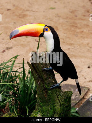 The toco toucan eye close up (Ramphastos toco), also known as the ...