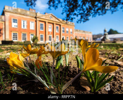 Crocuses growing in the ground of Colwick Hall Hotel in Nottingham ...