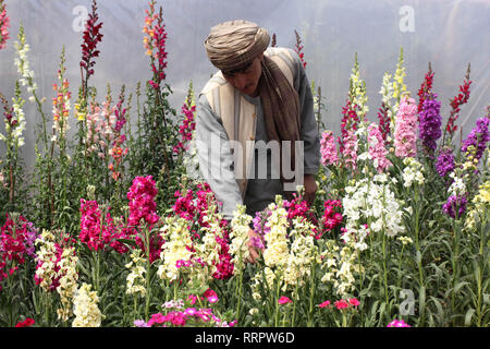 Kabul, Afghanistan. 25th Feb, 2019. A man checks flowers at a flower ...