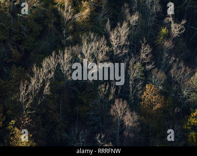 Mystical forest. Trees without leaves against the blue sky without ...