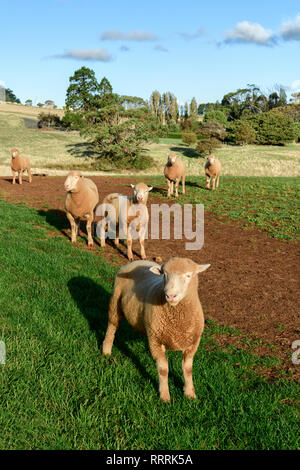 Oceania; Australia; Australian; Down Under; Tasmania, Tarkine Coast ...