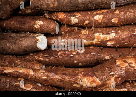 Cassava or manioc (Manihot esculenta) root with a man's foot to show ...