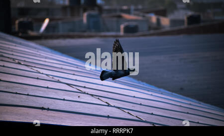 High flying pigeon birds photo Stock Photo - Alamy